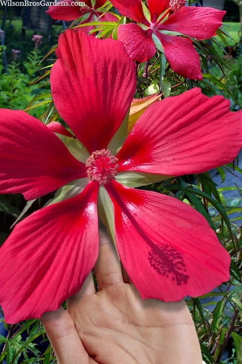 Intricate Red Swamp Hardy Hibiscus (Texas Star) - 1 Gallon Patterns to ...